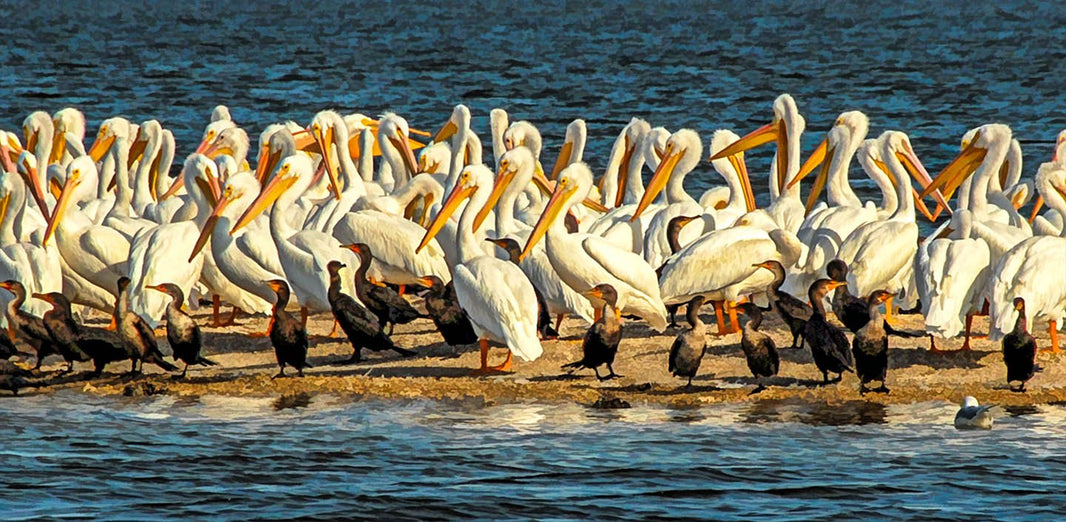 1NN - Large Birds – Focus on Fabric