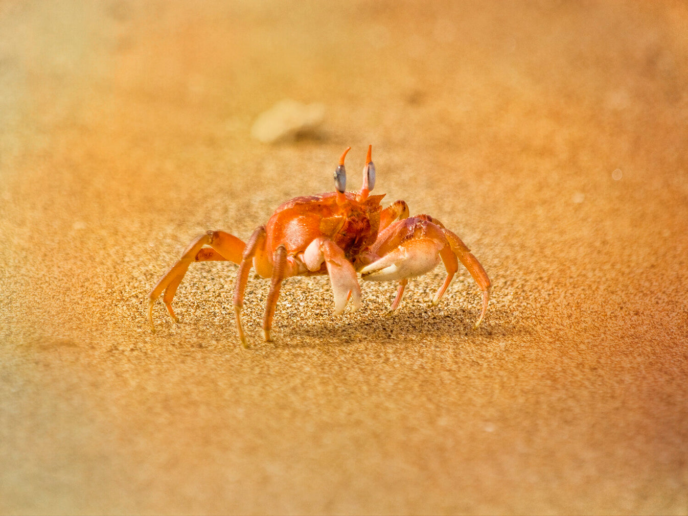 Sand Fiddler Crab Fabric Panel - OCE-020C – Focus on Fabric