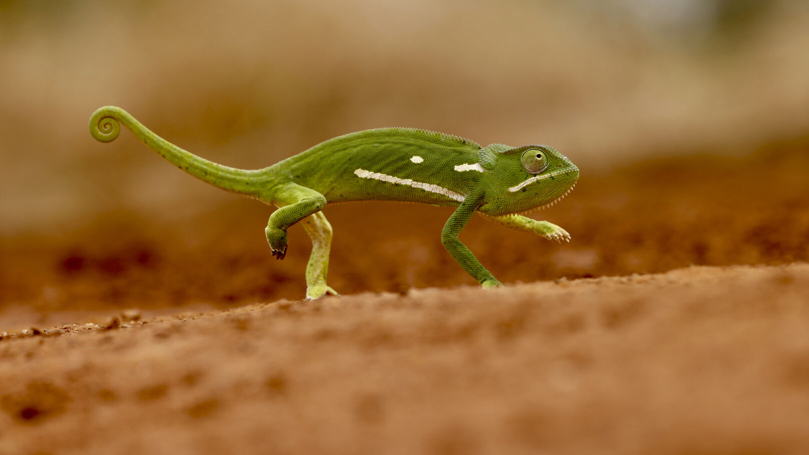 Flapped Neck Chameleon Fabric Panel - JAP-004C – Focus on Fabric