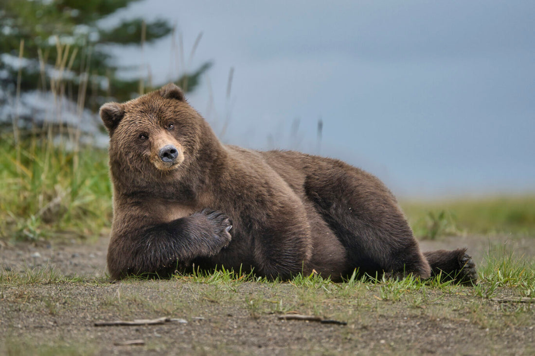 Alaskan Brown Bear Fabric Panel - JAP-009C – Focus on Fabric